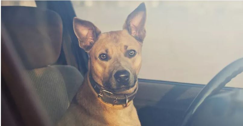 Animals in Unattended Motor Vehicles Bill - Social Compassion in ...