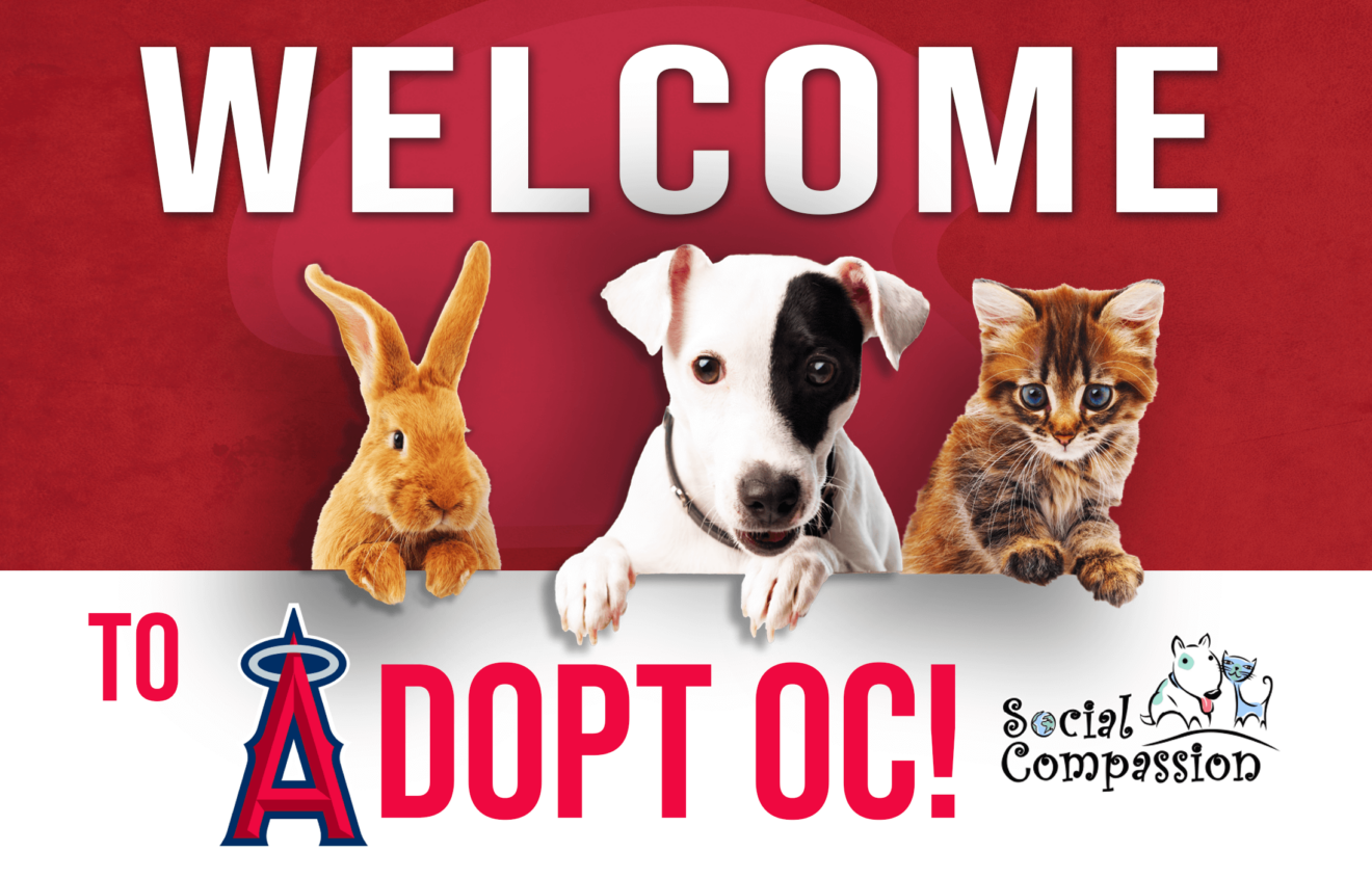 Adopt OC – Social Compassion in Legislation